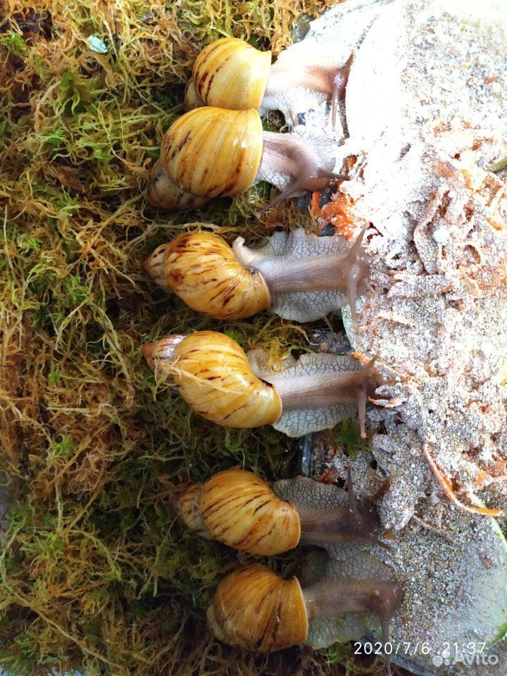 Улитка Ахатина Занзибарика