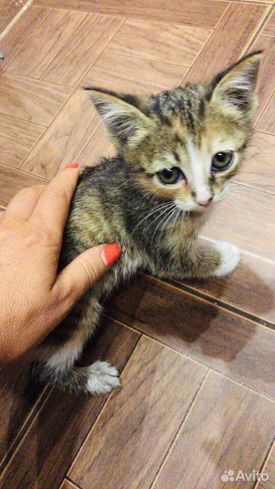 Кошечка