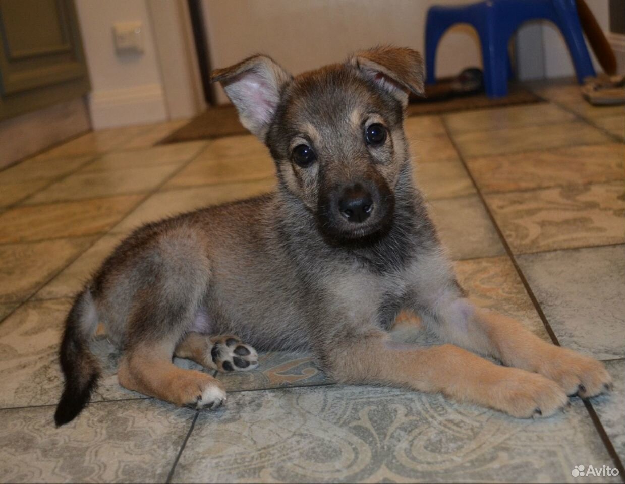 Тиша, прекрасная малышка для добрых хозяев