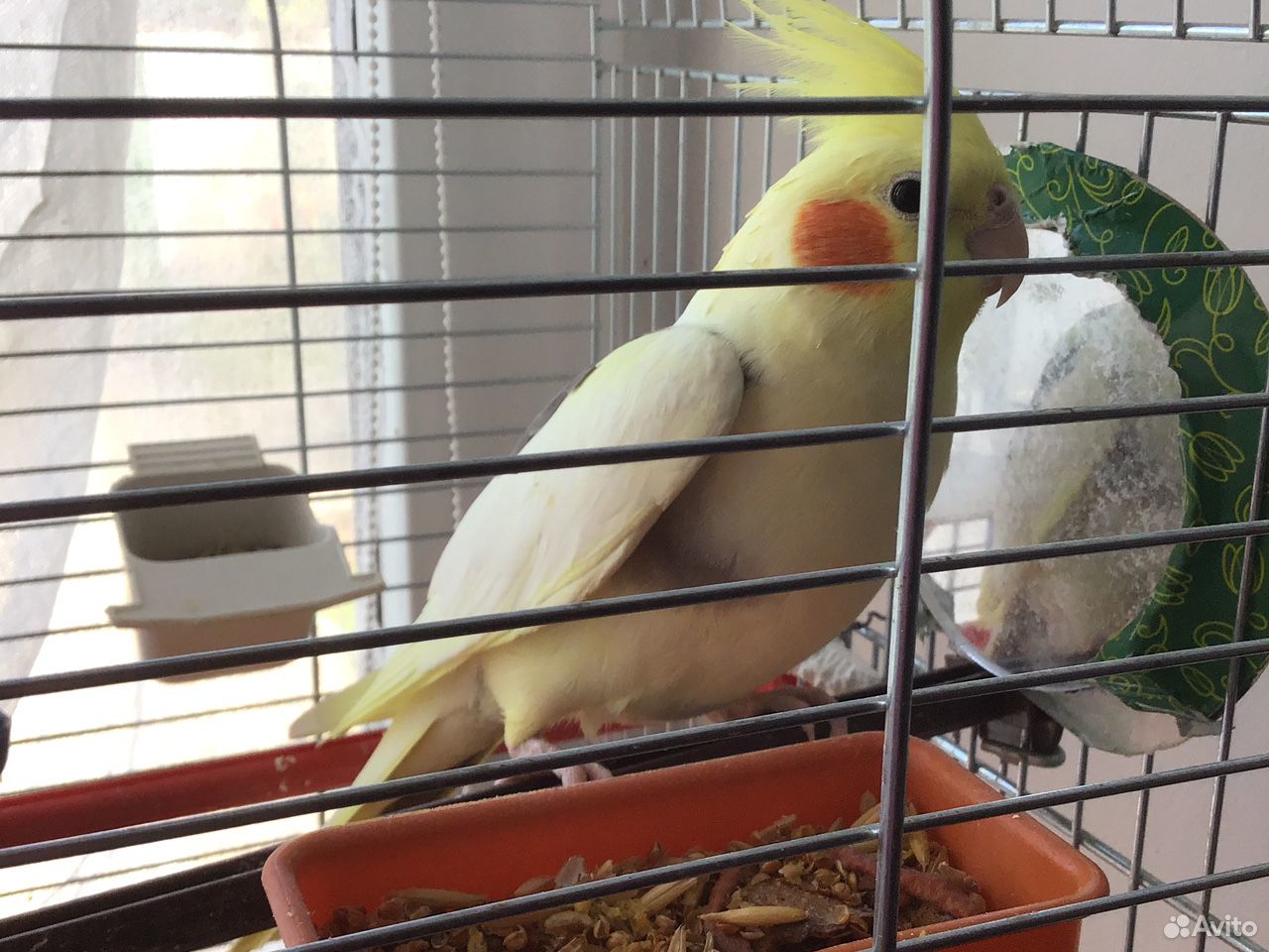 Попугай карел(девочка)