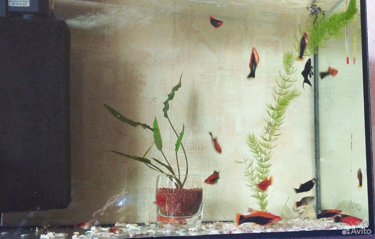 Аквариумные рыбки, меченосец,пецилии