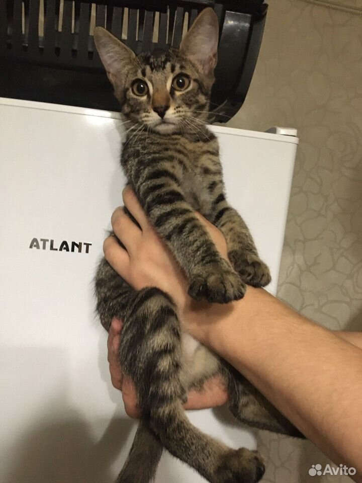 Котята бенгалы