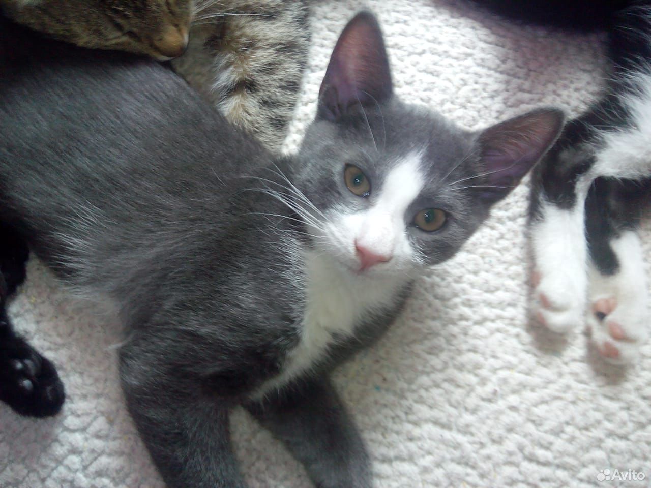 Отдам бело-дымчатого котенка