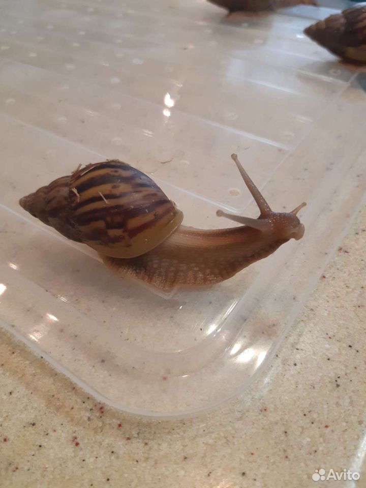 Улитка Ахатина