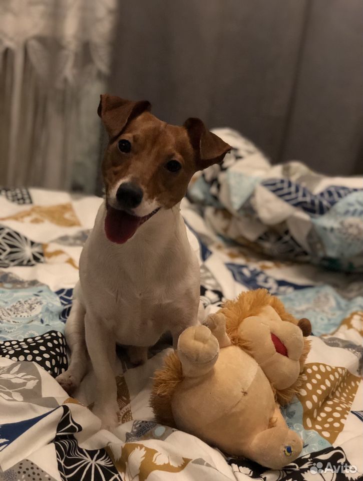 Джек Рассел терьер вязка кобель мини