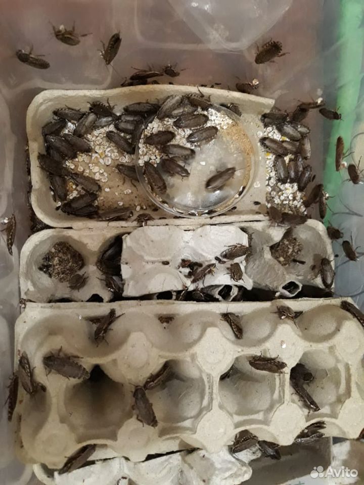 Мраморные тараканы