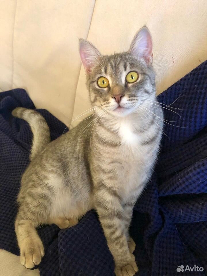 Кошка Шуня в добрые руки