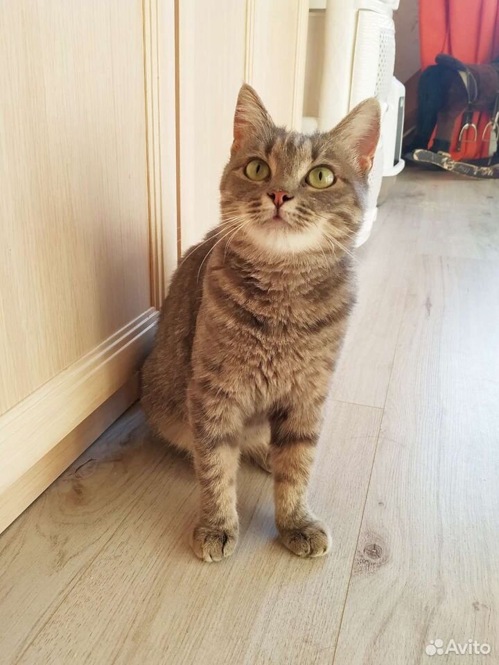 Кошка в добрые руки