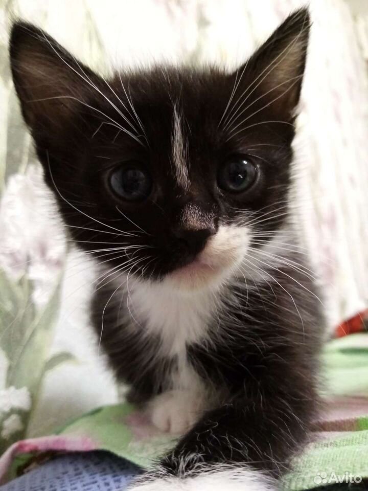Котенок (черно белый) мальчик