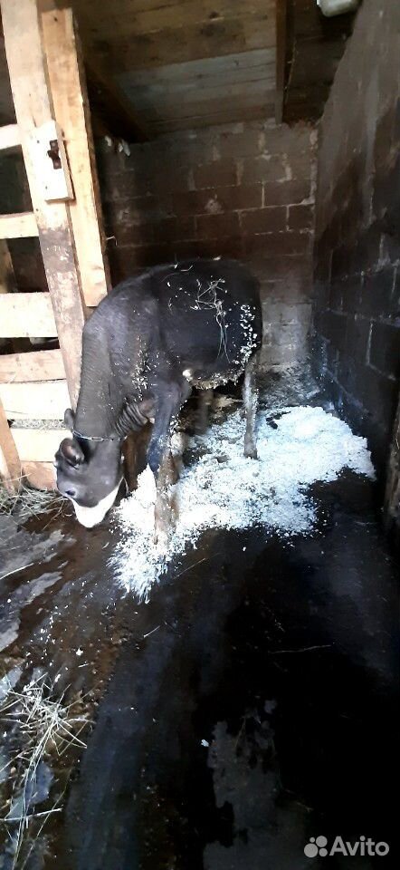 Продам телочек