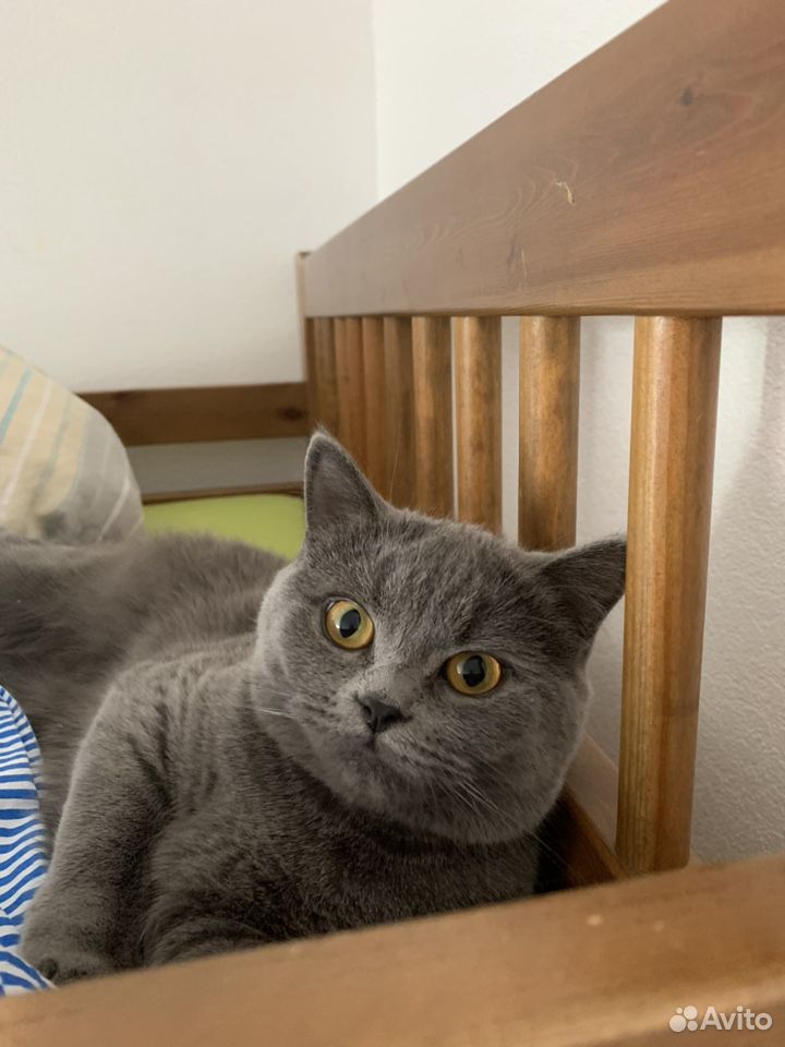 Британская кошка