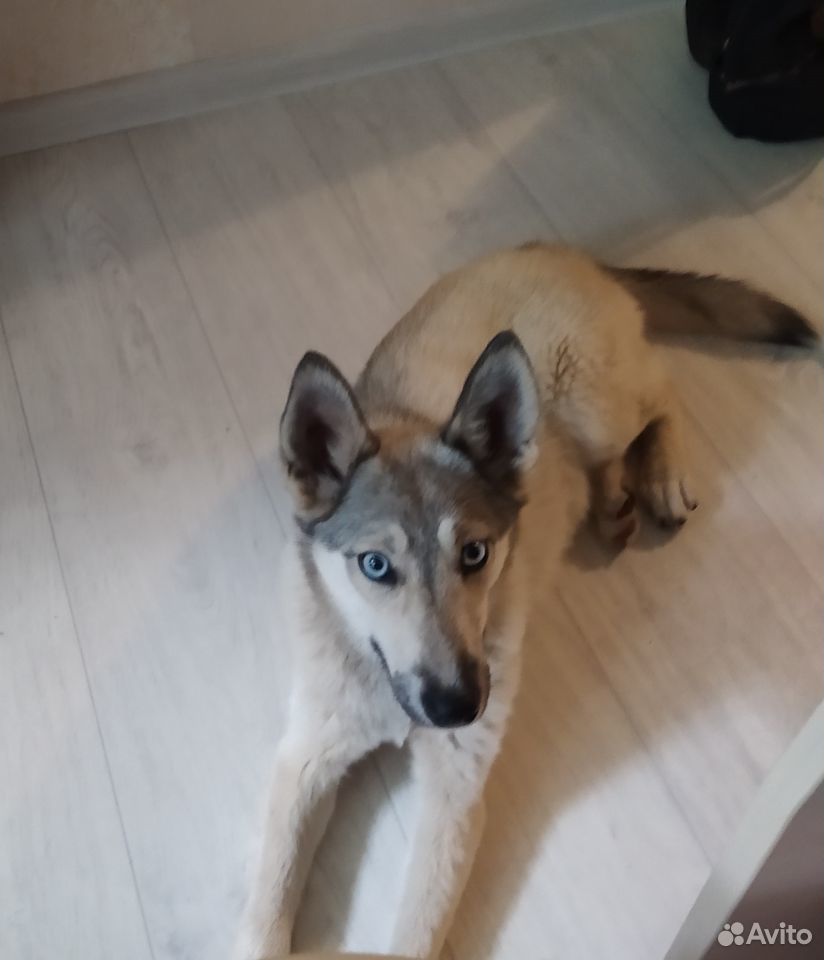 Отдаю щенка - полухаски