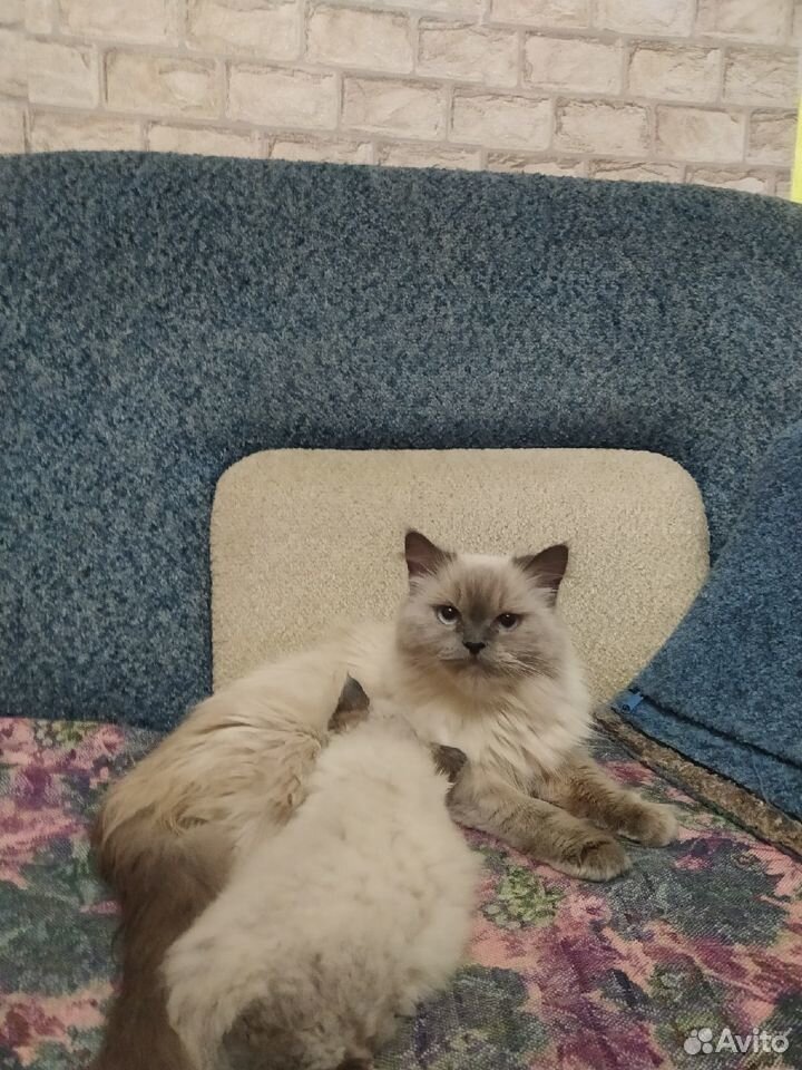 Персидский котёнок
