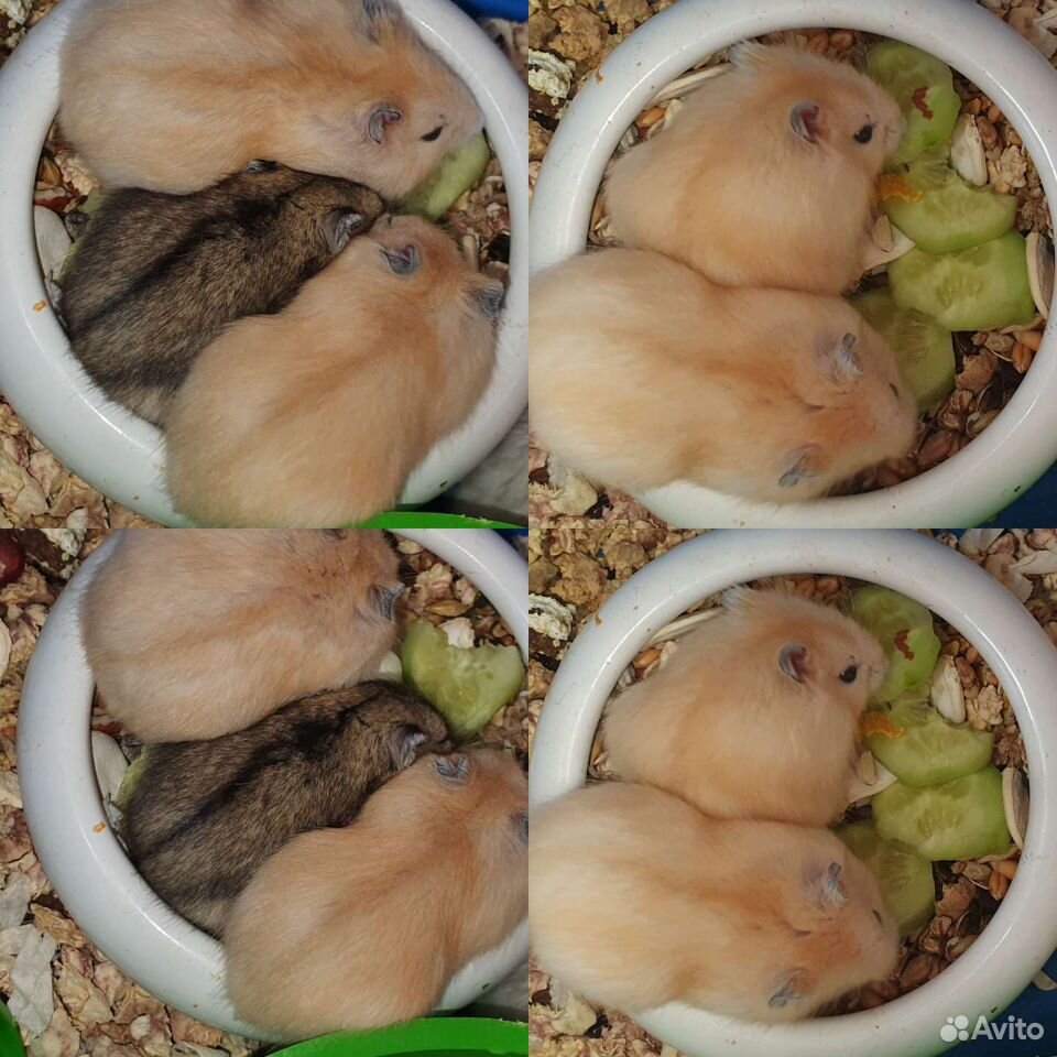 Джунгарские хомячки