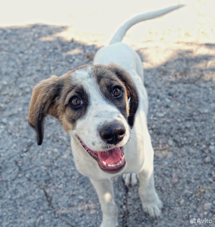 Щенок (девочка)