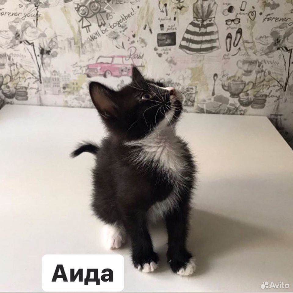 Чёрный котёнок, расцветка Маркиз