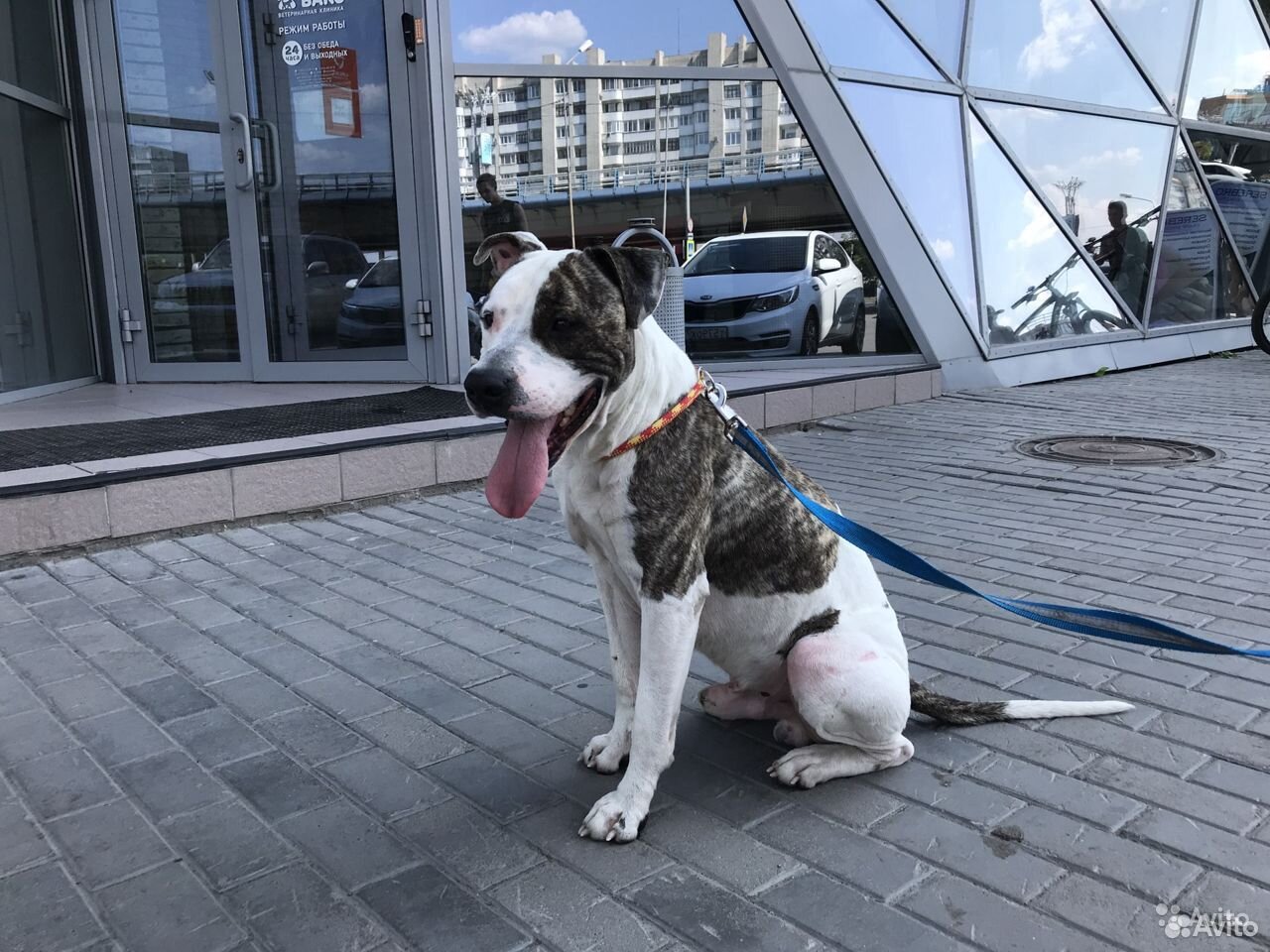 Питбуль ищет невесту