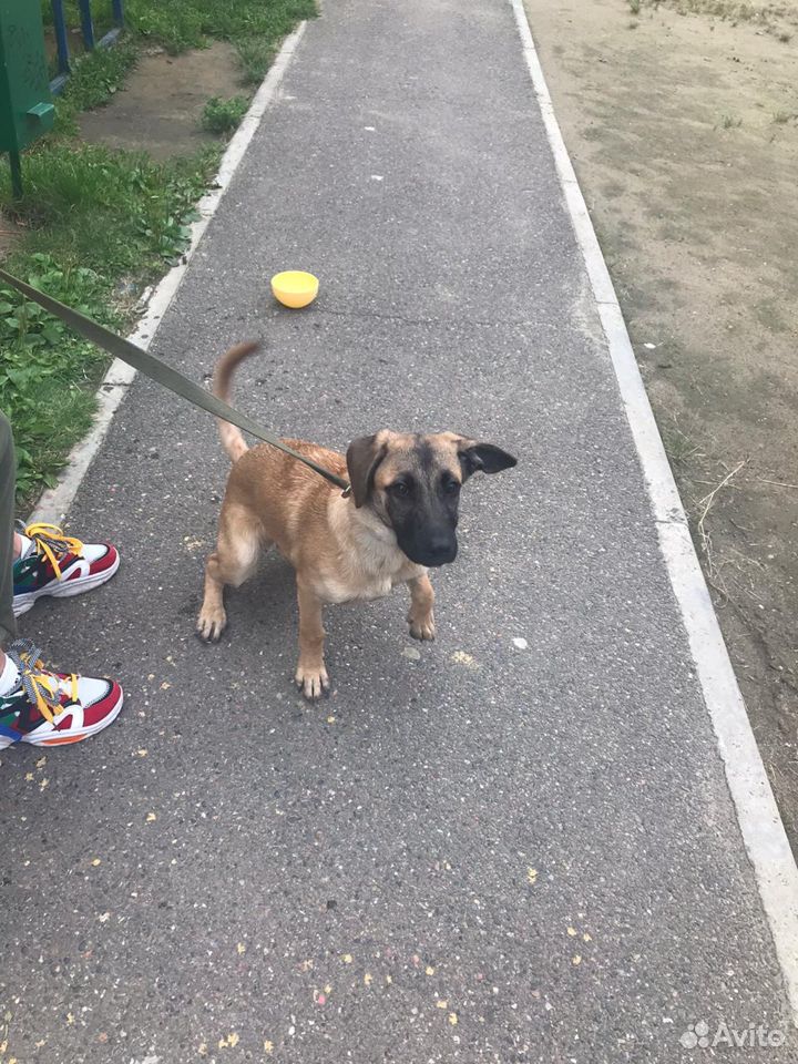 Бельгийская овчарка