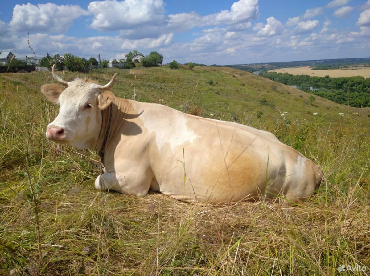 Продается корова