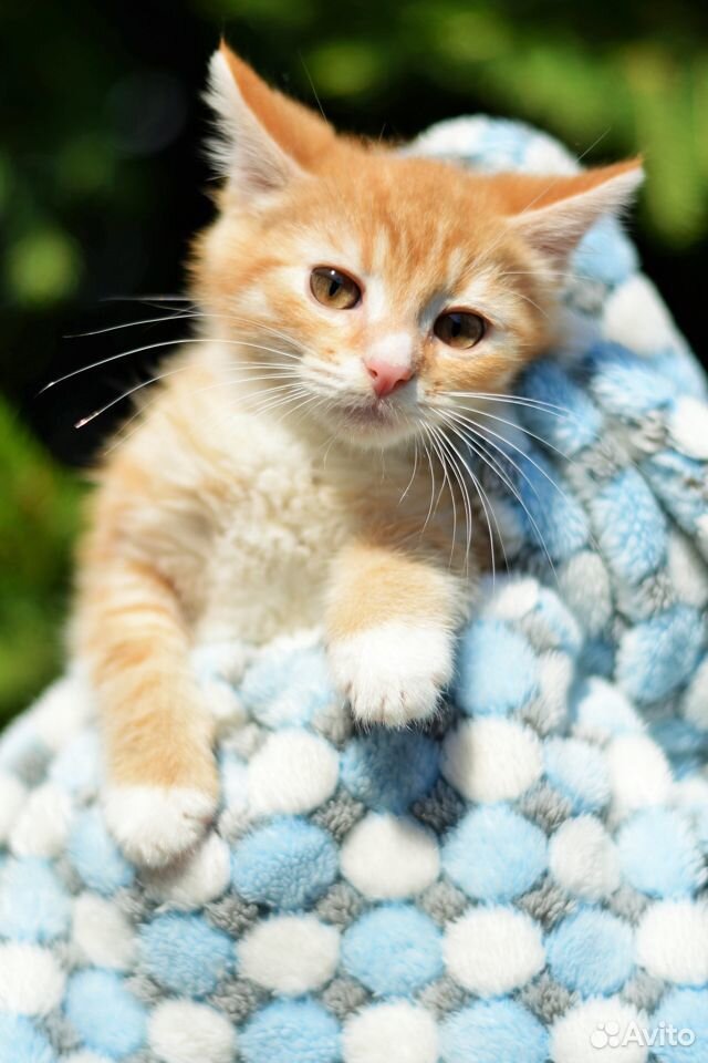 Ричард 2,5 месяца