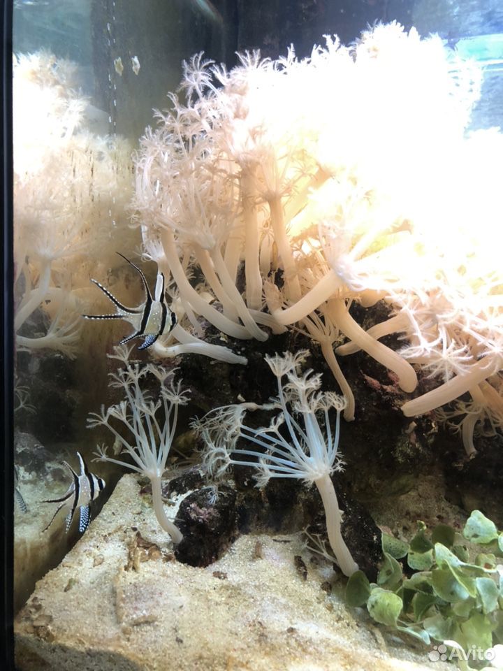 Морские рыбы и кораллы, живые камни