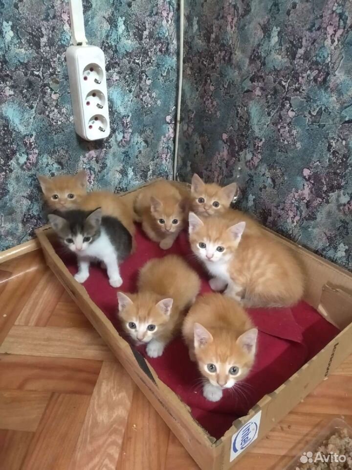 Антидепрессанты пушистые