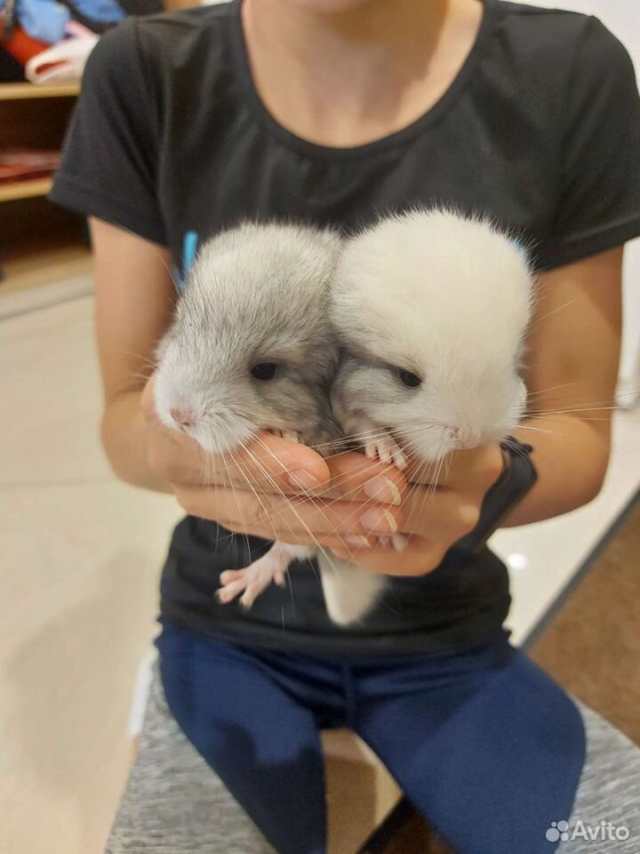 Шиншилла мозаичная