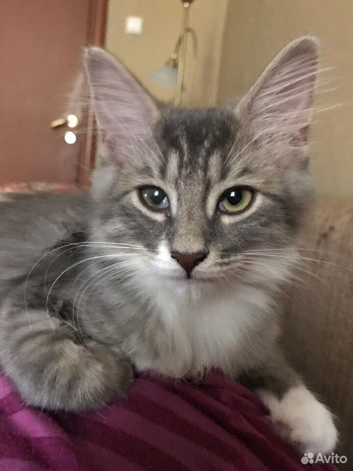 Пушистая красавица