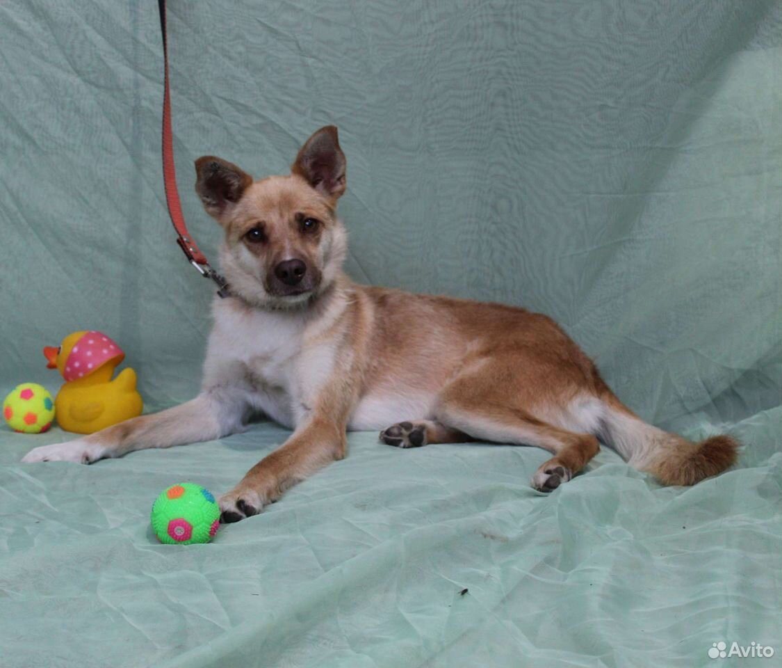 Тяпа в добрые руки