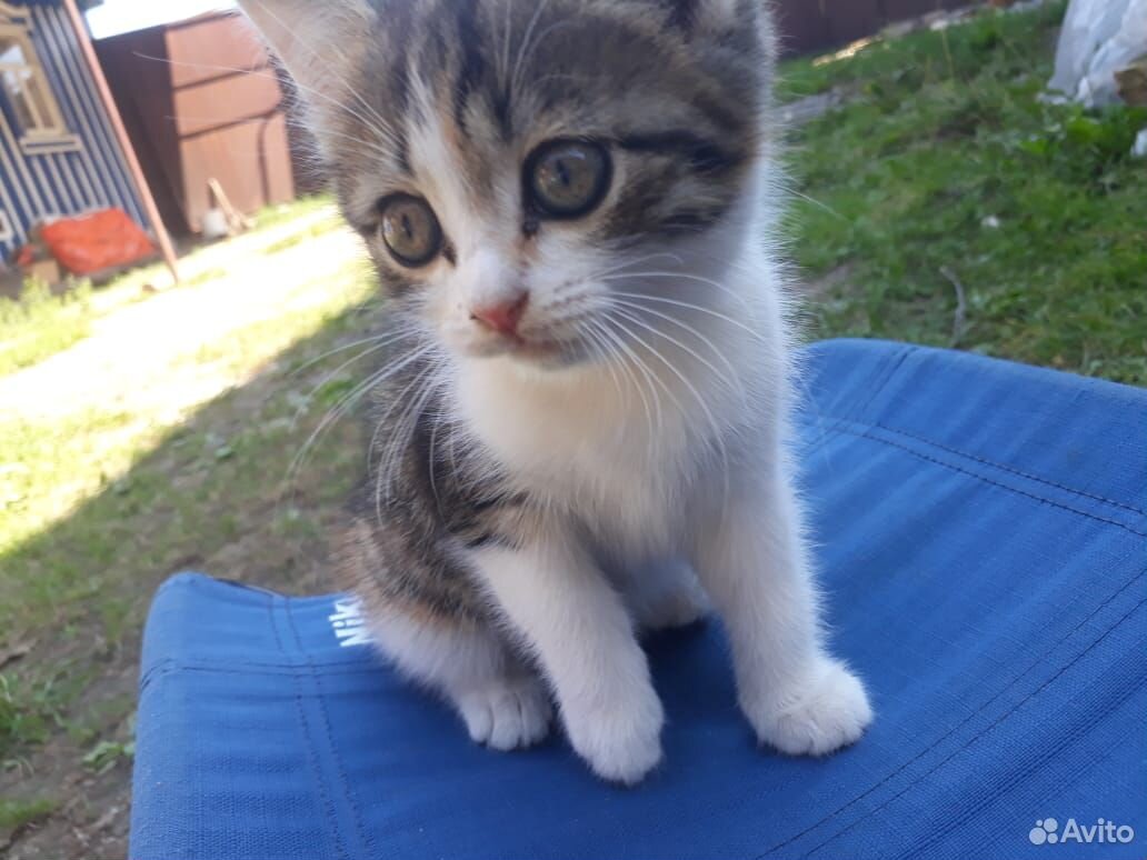 Котенок трехцветный