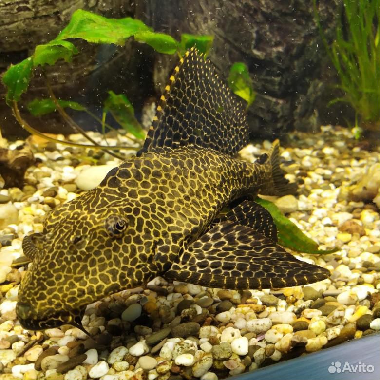 Голубой сомик анциструс