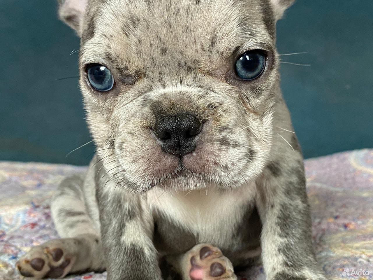 Красавчики редкого окраса