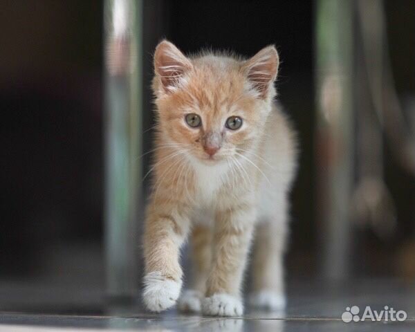 Котята,2 месяца