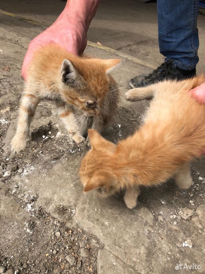Котята рыжие
