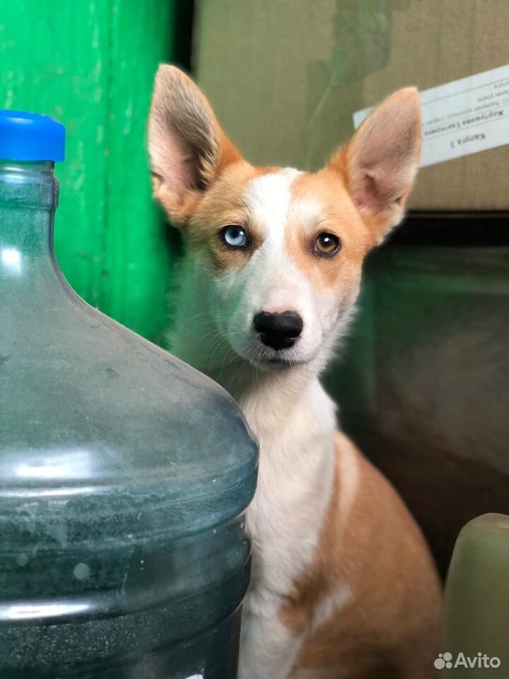 Молодая Лисичка ищет дом