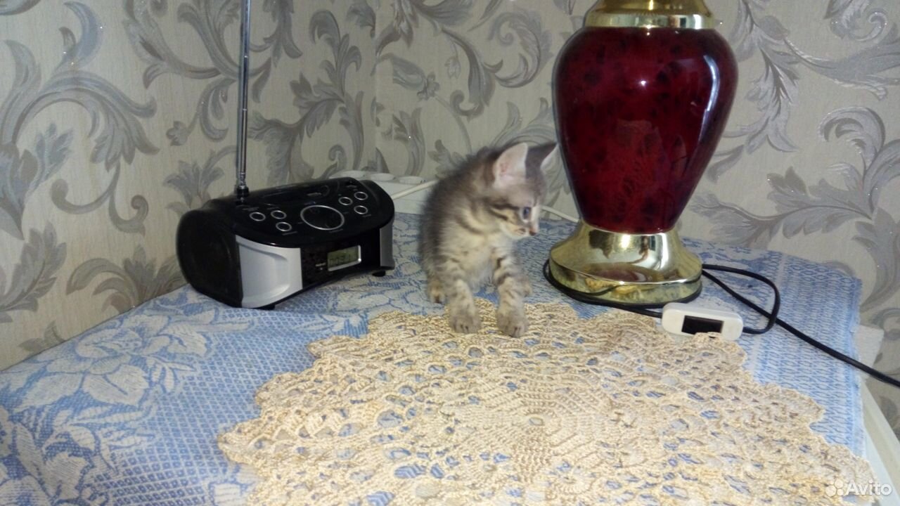 Котенок от кошки мышеловки