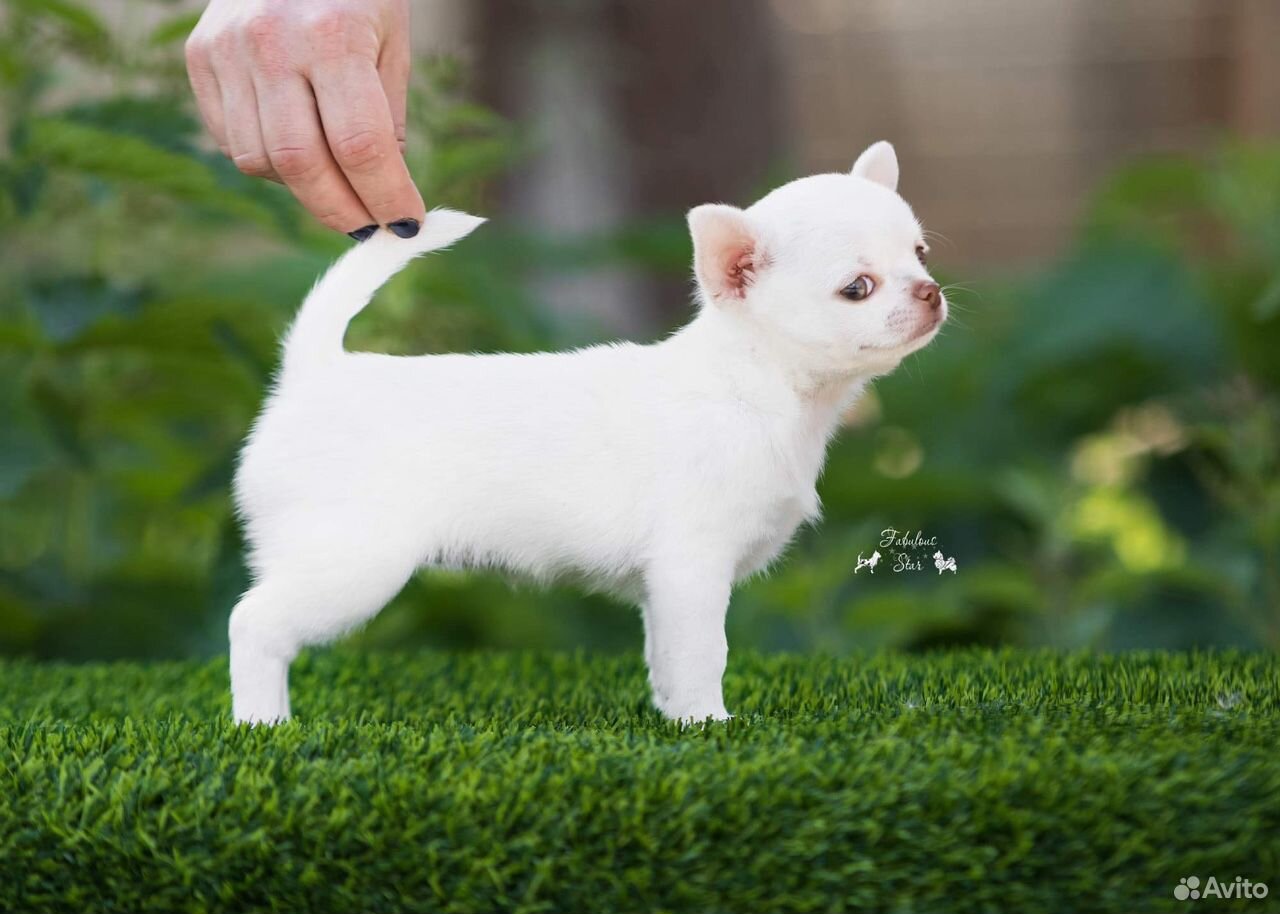 Шикарная белая принцесса Чишка