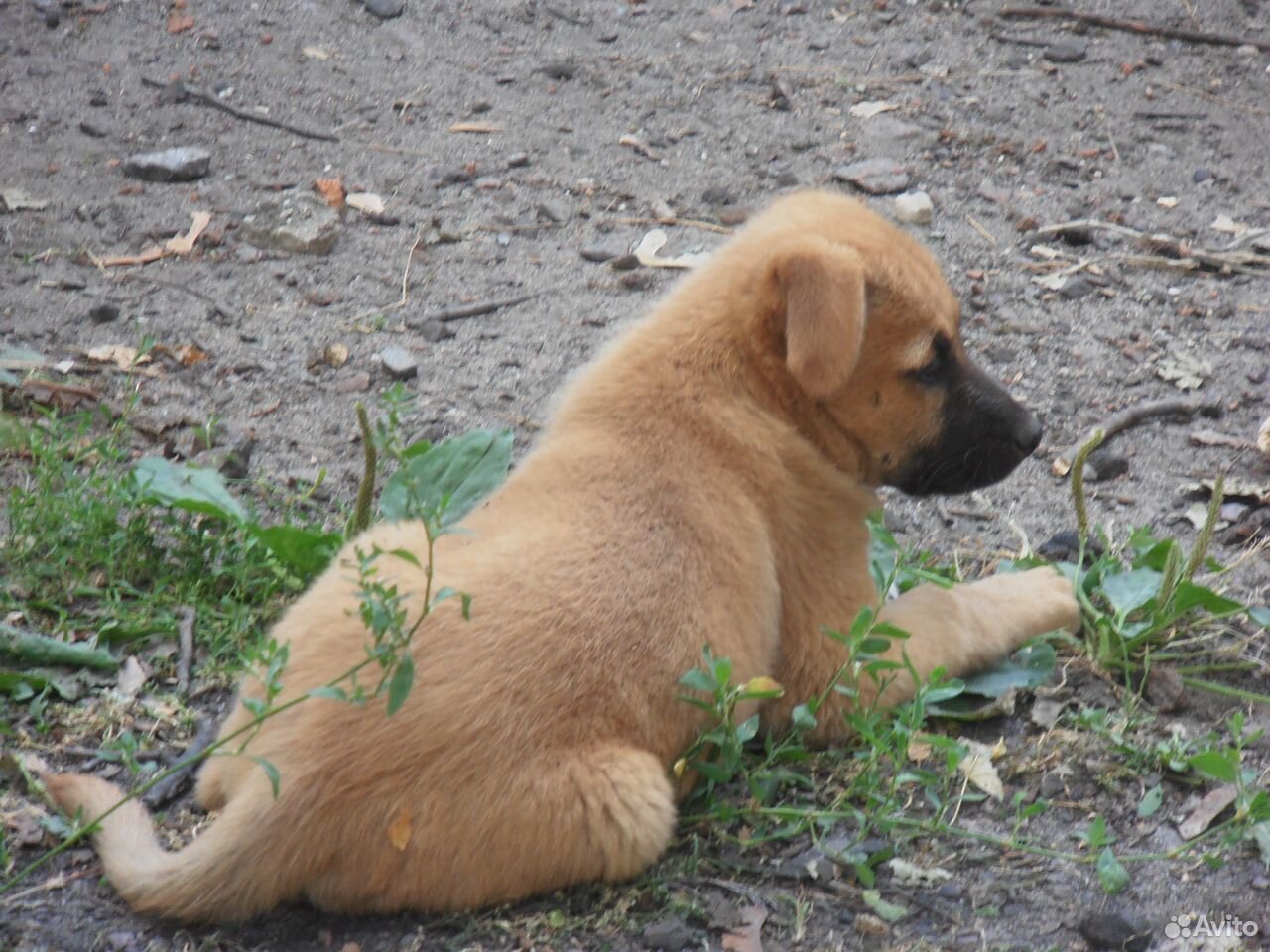 Отдам в добрые оруки