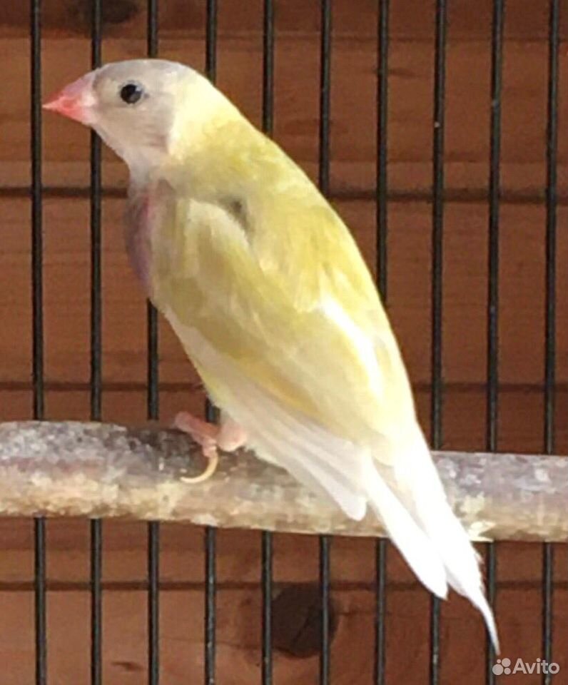 Амадина Гульда