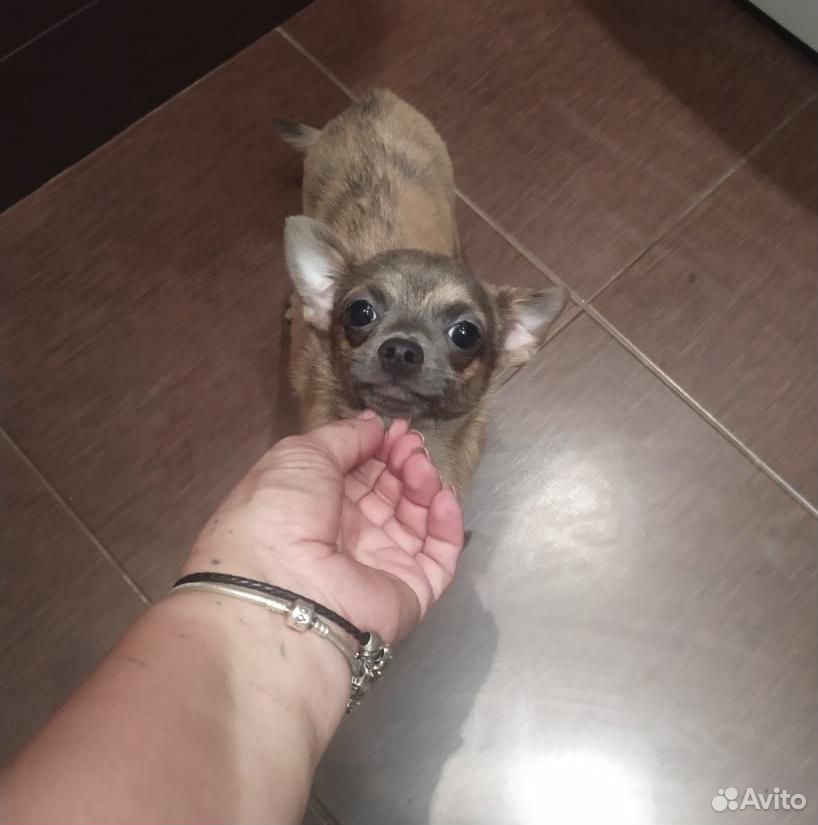 Чихуахуа мини голубой Тигренок