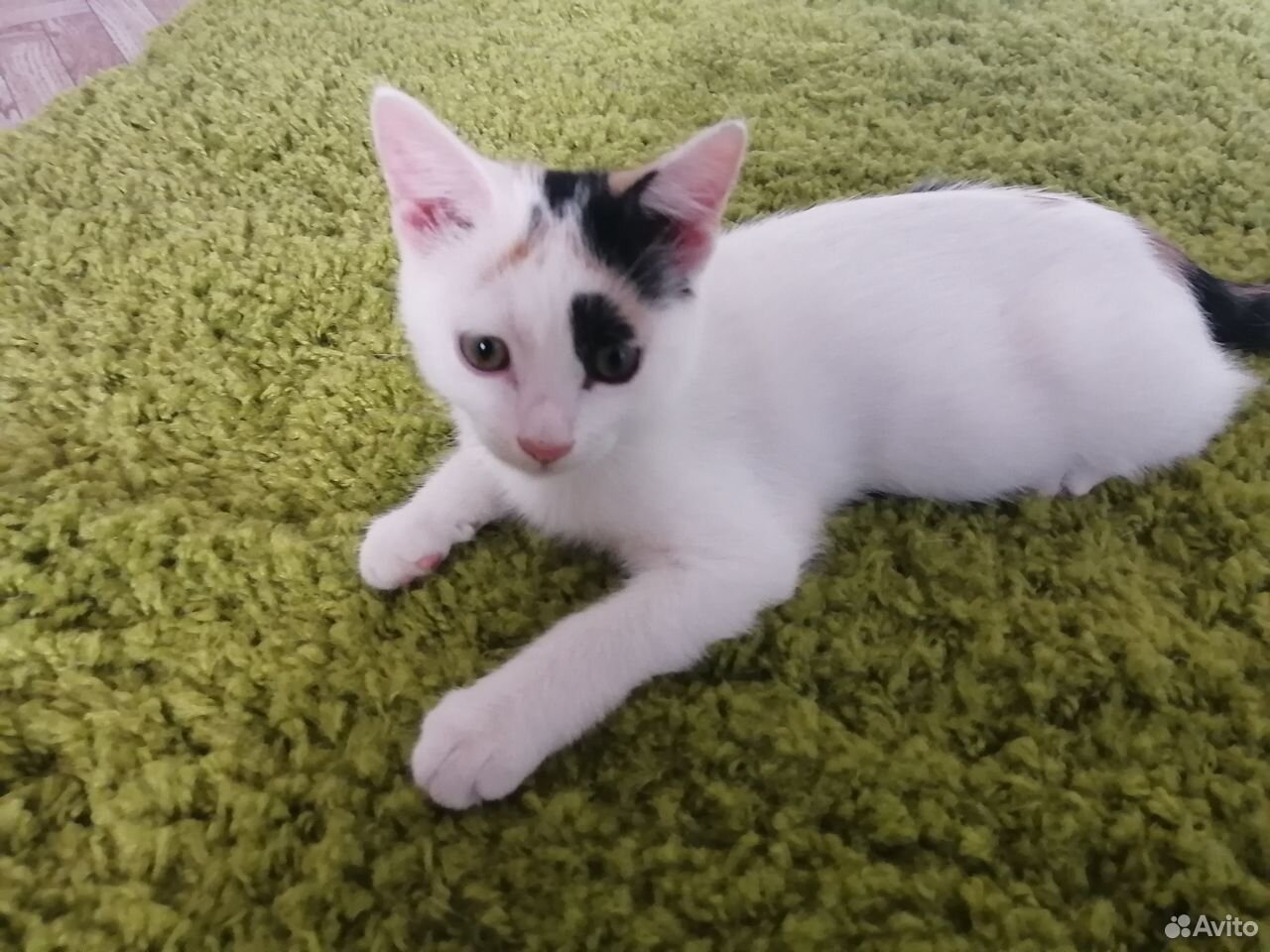 Чудесные котята