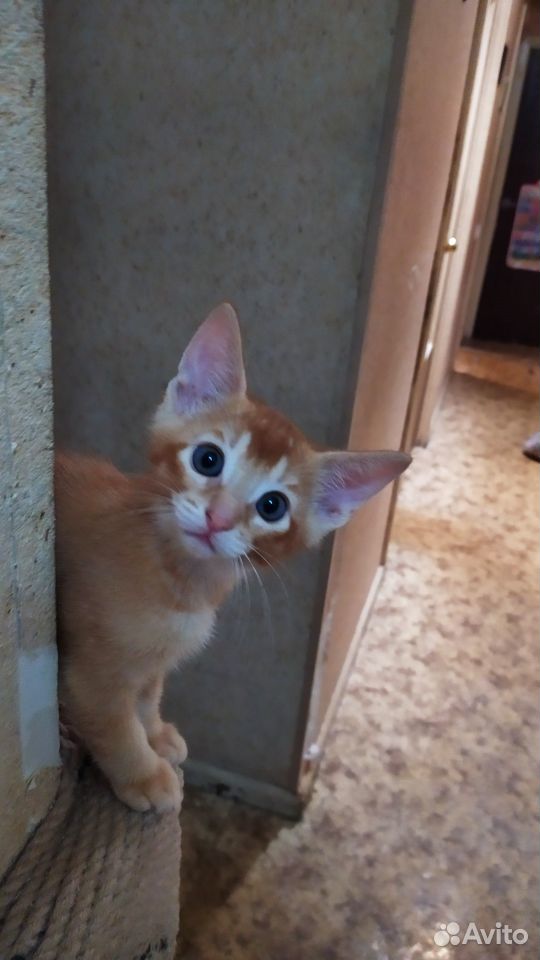 Катята в добрые руки