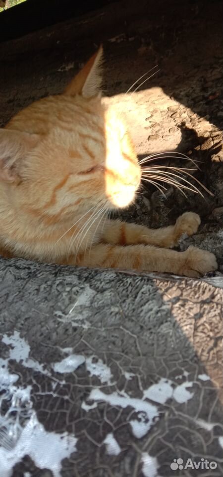 Котик бесплатно