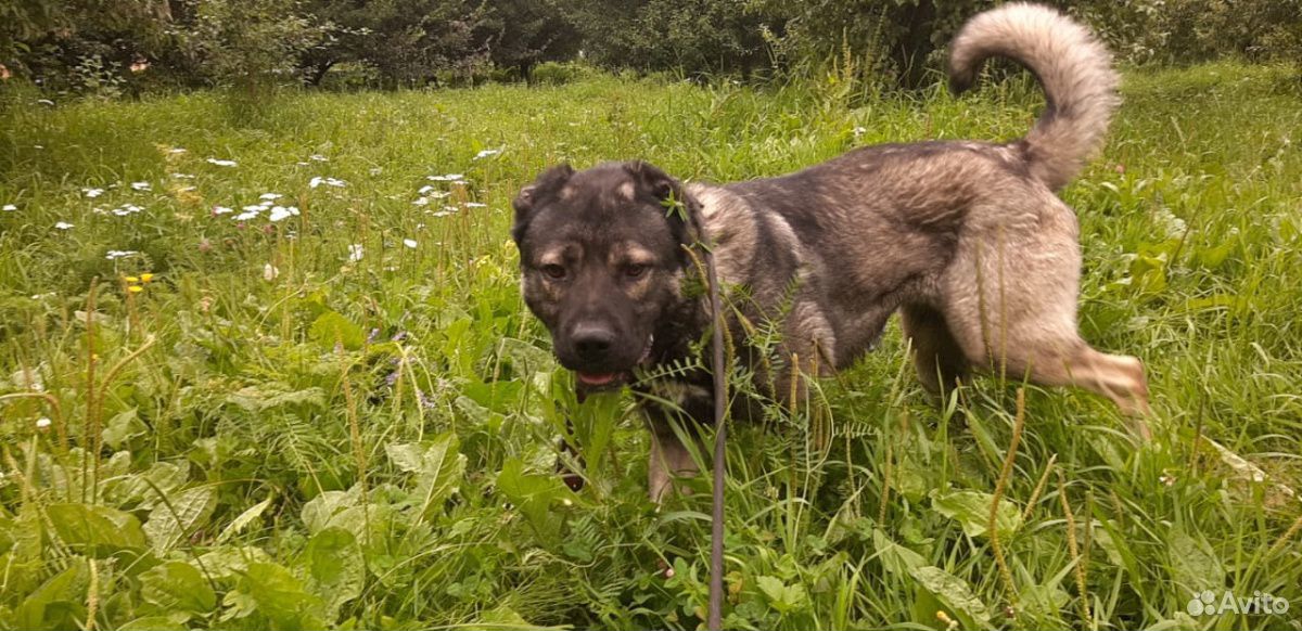 Алабай Саяр, 1.5 года