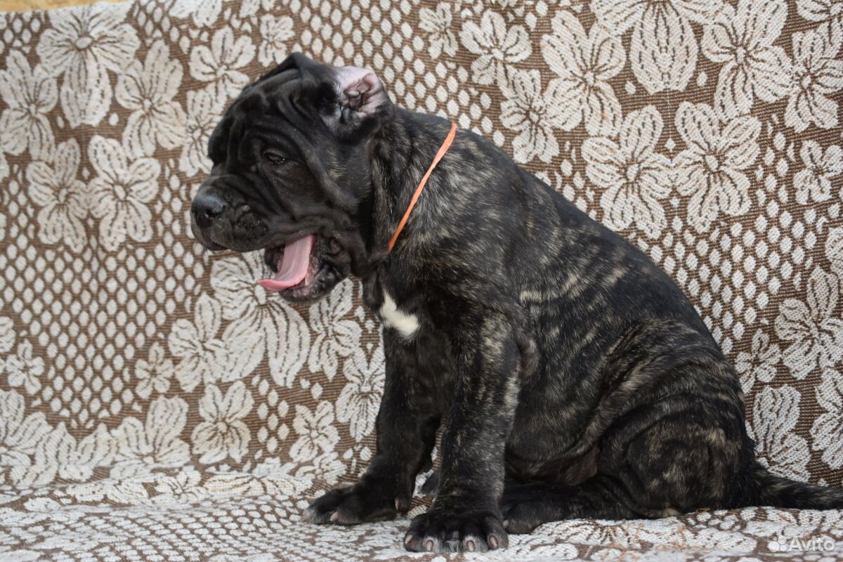 Неаполитанский мастиф девочка