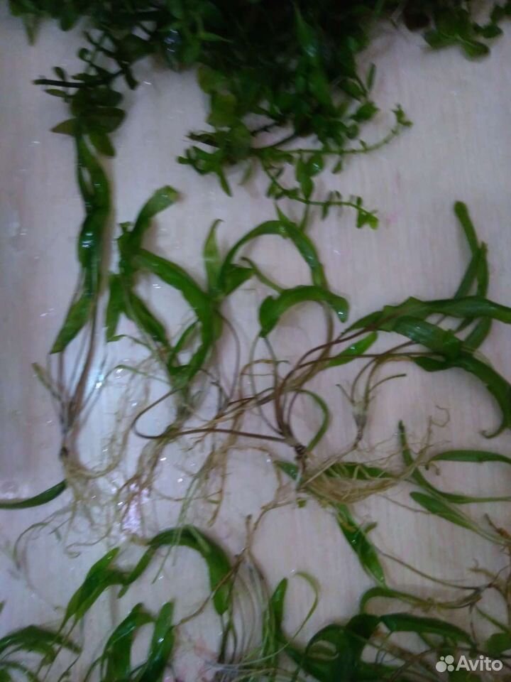 Растения криптокарина