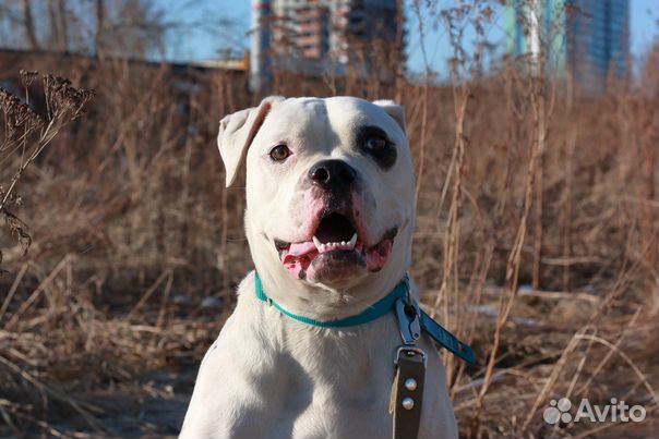 Американский бульдог