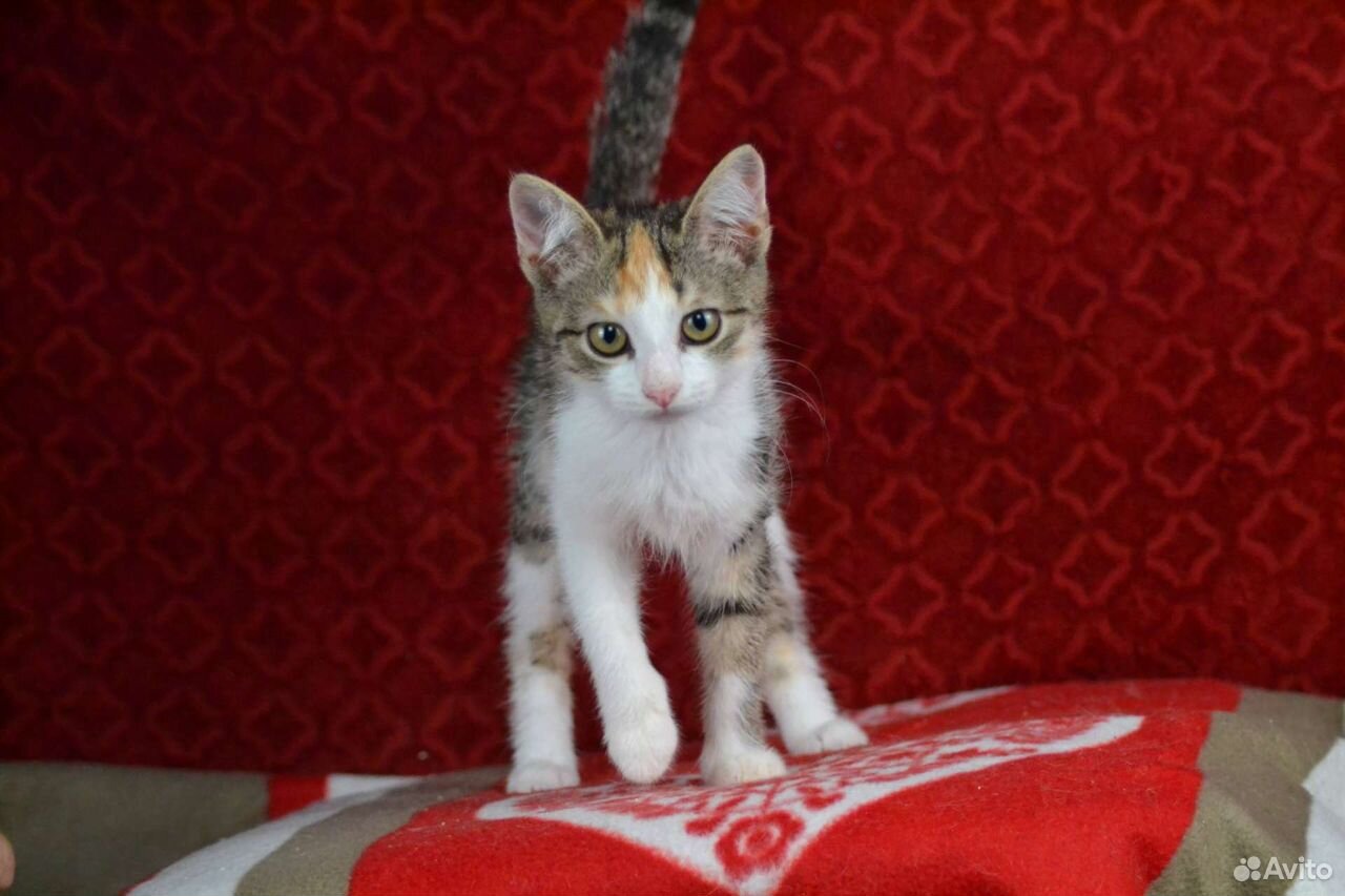 Кошка