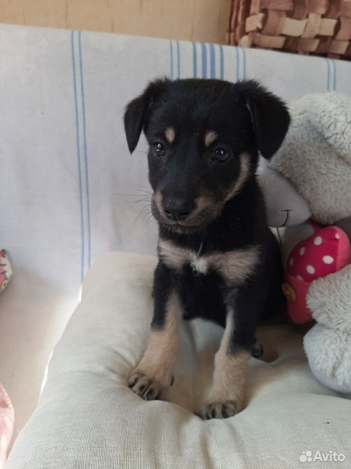 Малявка в добрые ручки