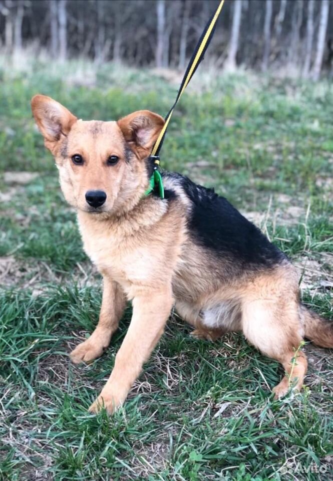 Бакс ищет дом